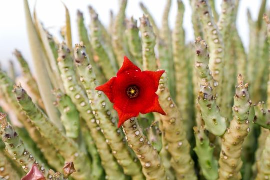 Benefits of Caralluma fimbriata + Reviews & Side Effects - SelfDecode ...